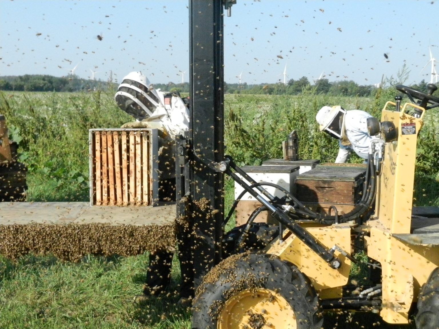 Is Honey Bee Vomit? | How Do Bees Make Honey & What Is The Honey Stomach?