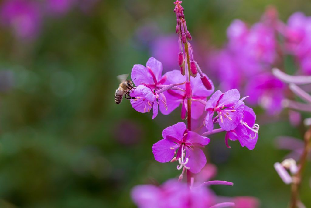 Do Bees Have Ears? | How Do Bees Detect Sound? Bee Vs Human Hearing