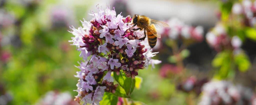 Bee Vision | How Do Bees See?