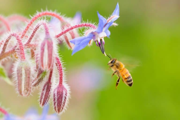 Do Bees Have Ears? | How Do Bees Detect Sound? Bee Vs Human Hearing