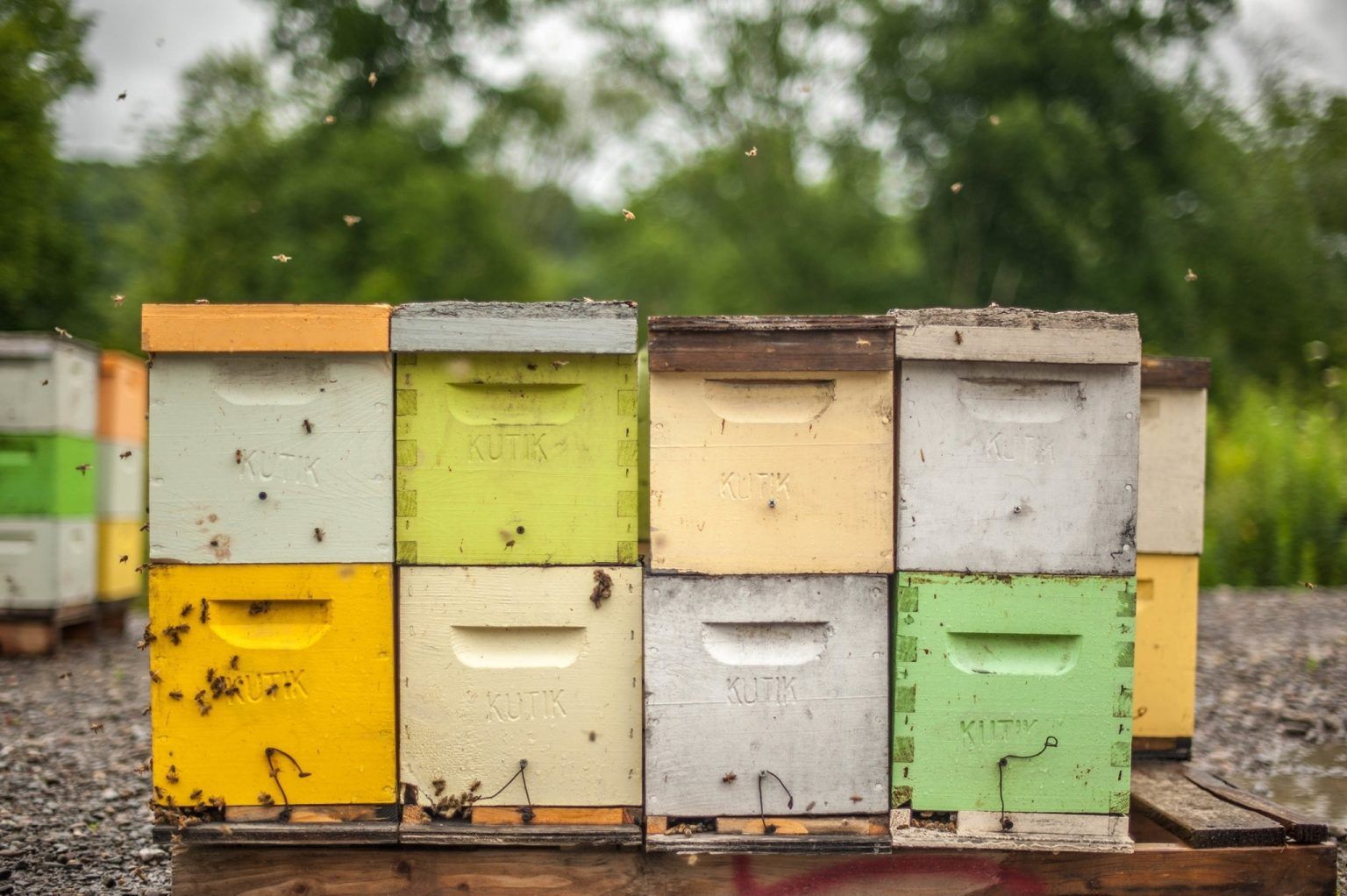 Types Of Beehives | Most Popular Types Of Beehives