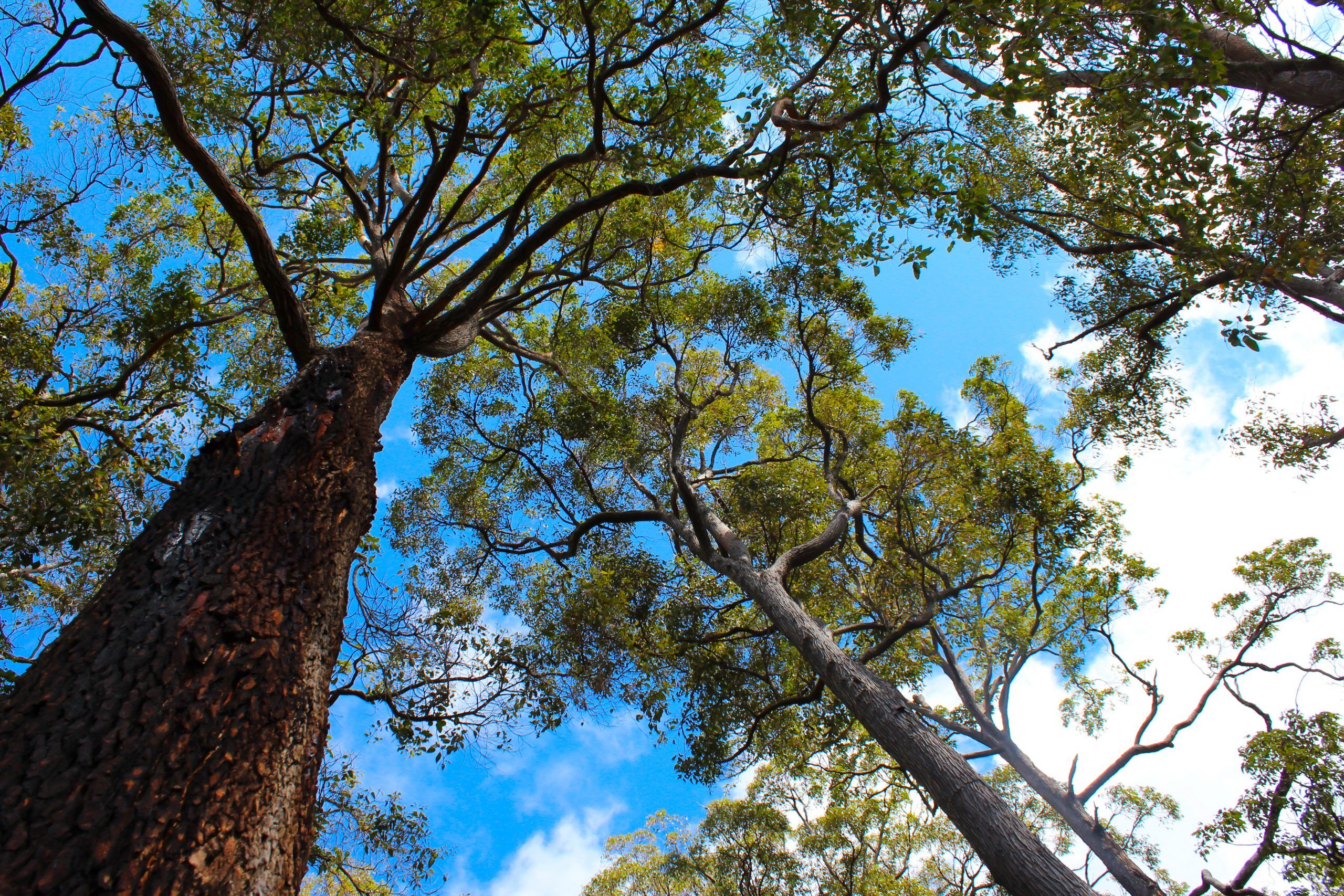 What Is Jarrah Honey? | How It's Produced & Benefits
