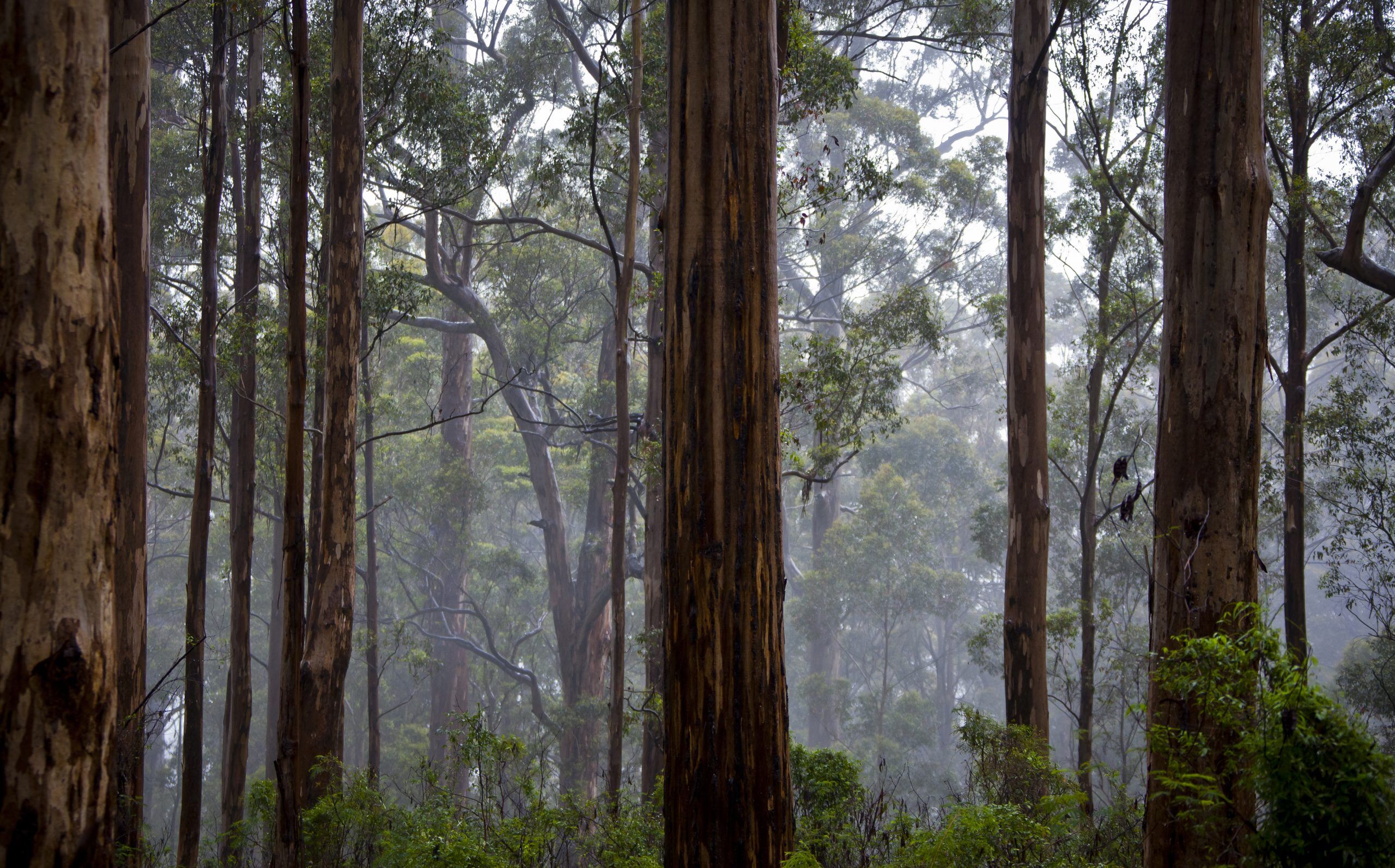 jarrah tree practice