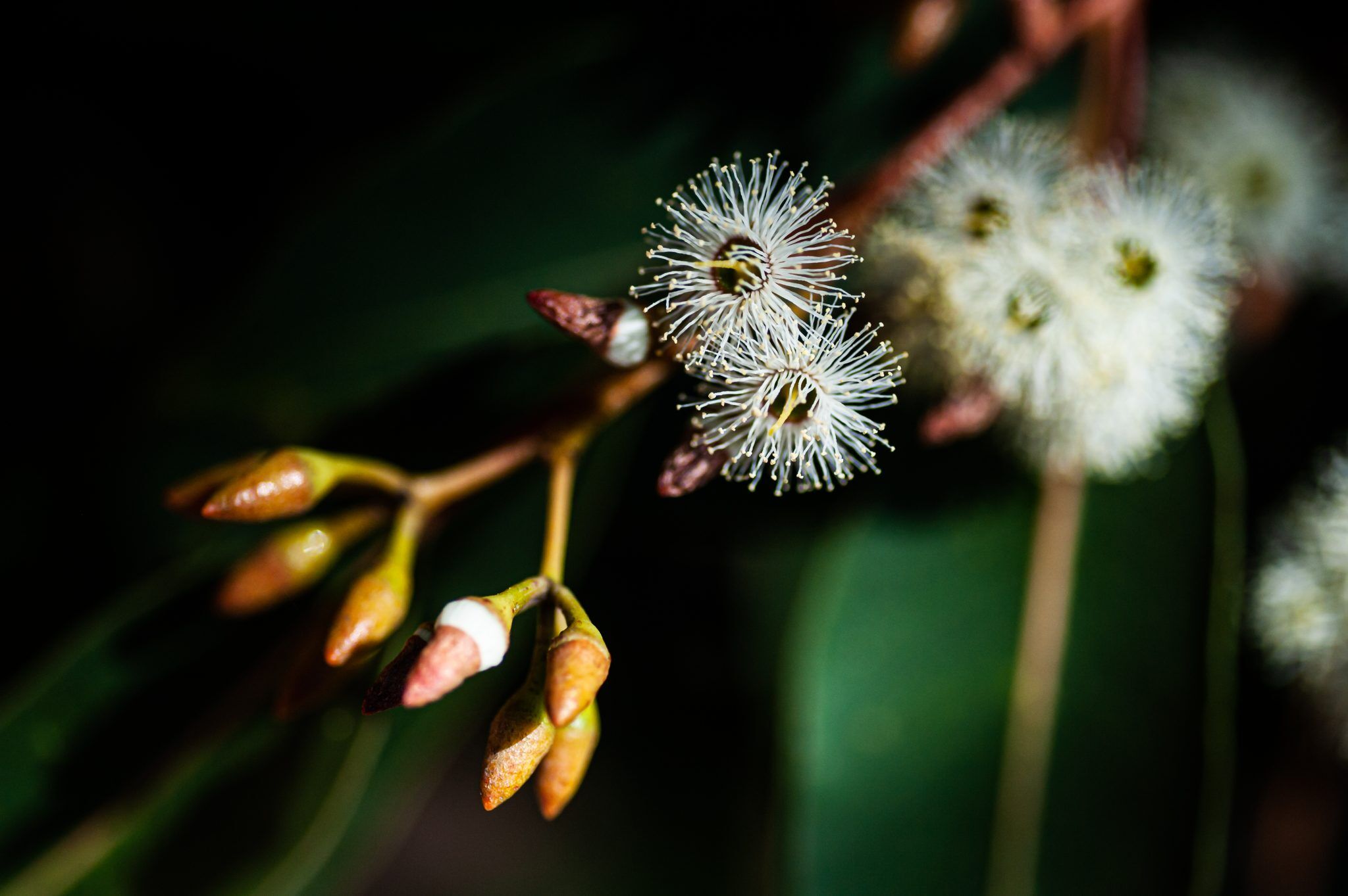 What Is Jarrah Honey? | How It's Produced & Benefits