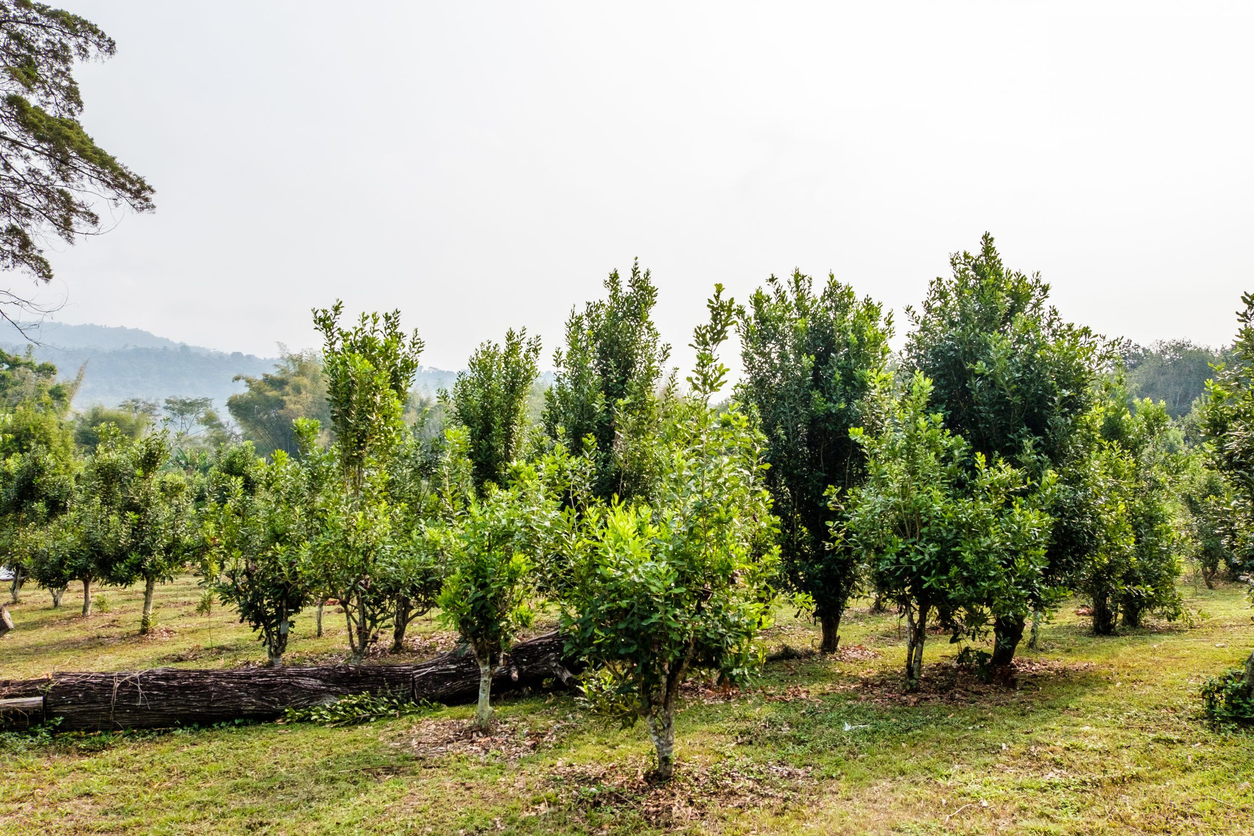 What Is Macadamia Honey? | How It's Produced & Benefits