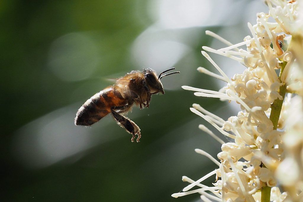 Types Of Bee In The UK | Explore British Bees | Bees Wiki