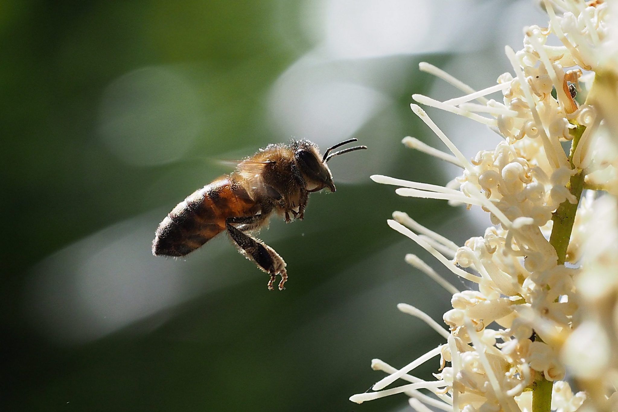 Bee Wings | What Are They Made Up Of & Uses?