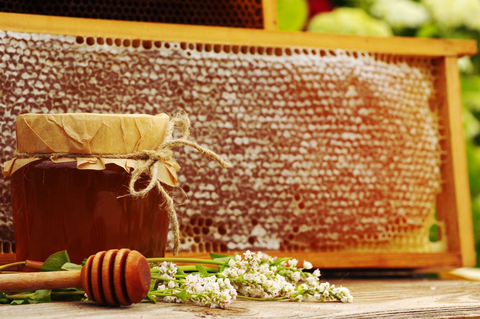 Honey Bee Colonies | What Are They & How Do They Work?