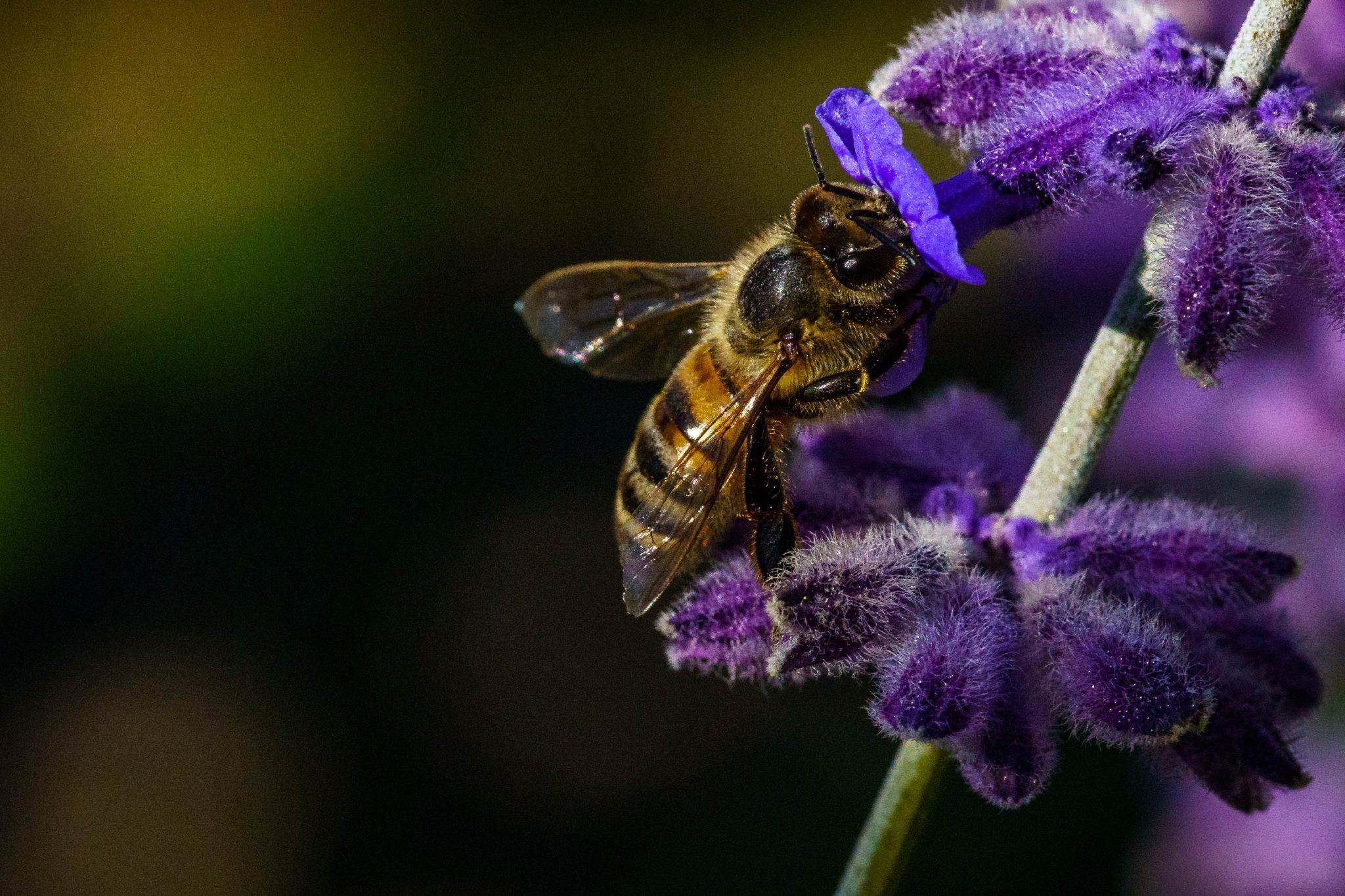 Is Honey Bee Vomit? | How Do Bees Make Honey & What Is The Honey Stomach?