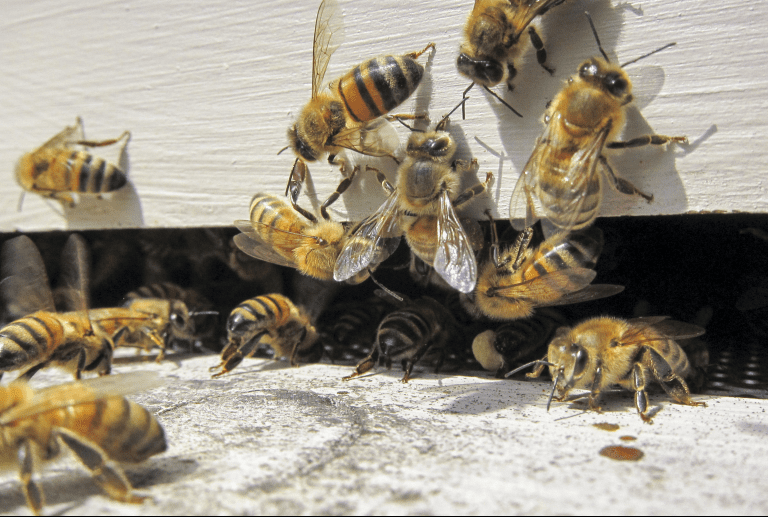 Do Bees Poop? | How Do Bees Poop? The Facts