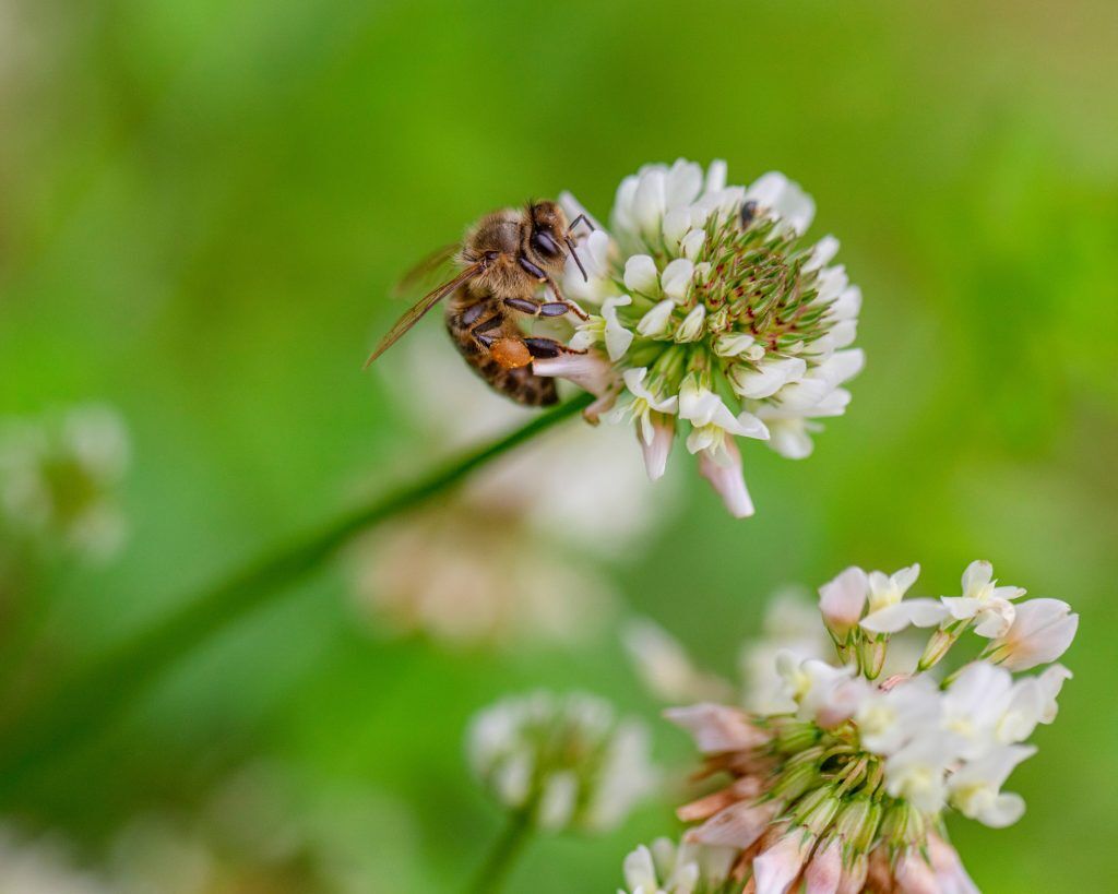Do Bees Have Lungs? | How Do Bees Breathe?
