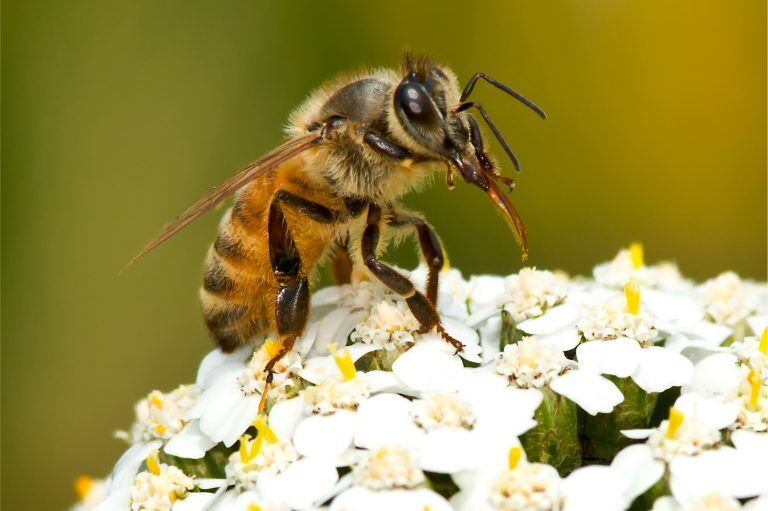 Do Bees Have Teeth? | What Do Bees Use Their Teeth For?