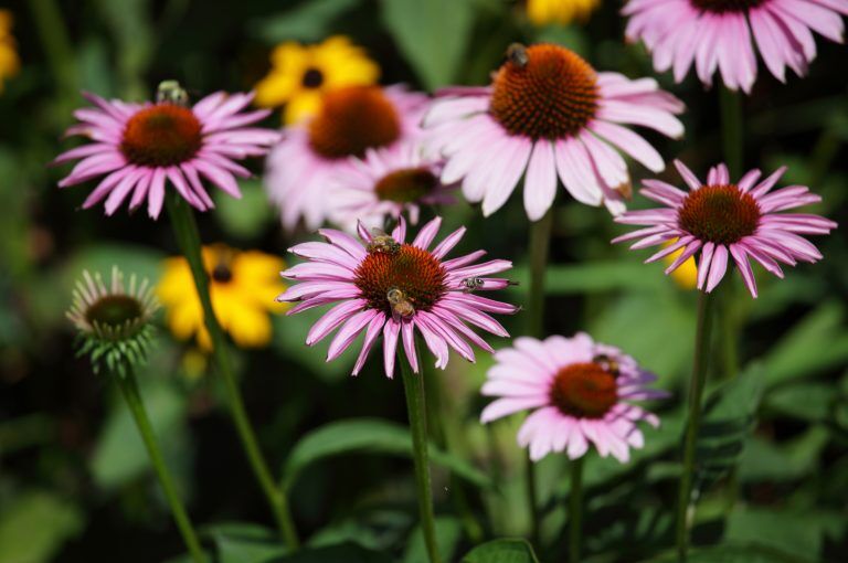 Bee Foraging | How Do Bees Forage?