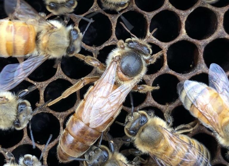 Do Bees Poop? | How Do Bees Poop? The Facts