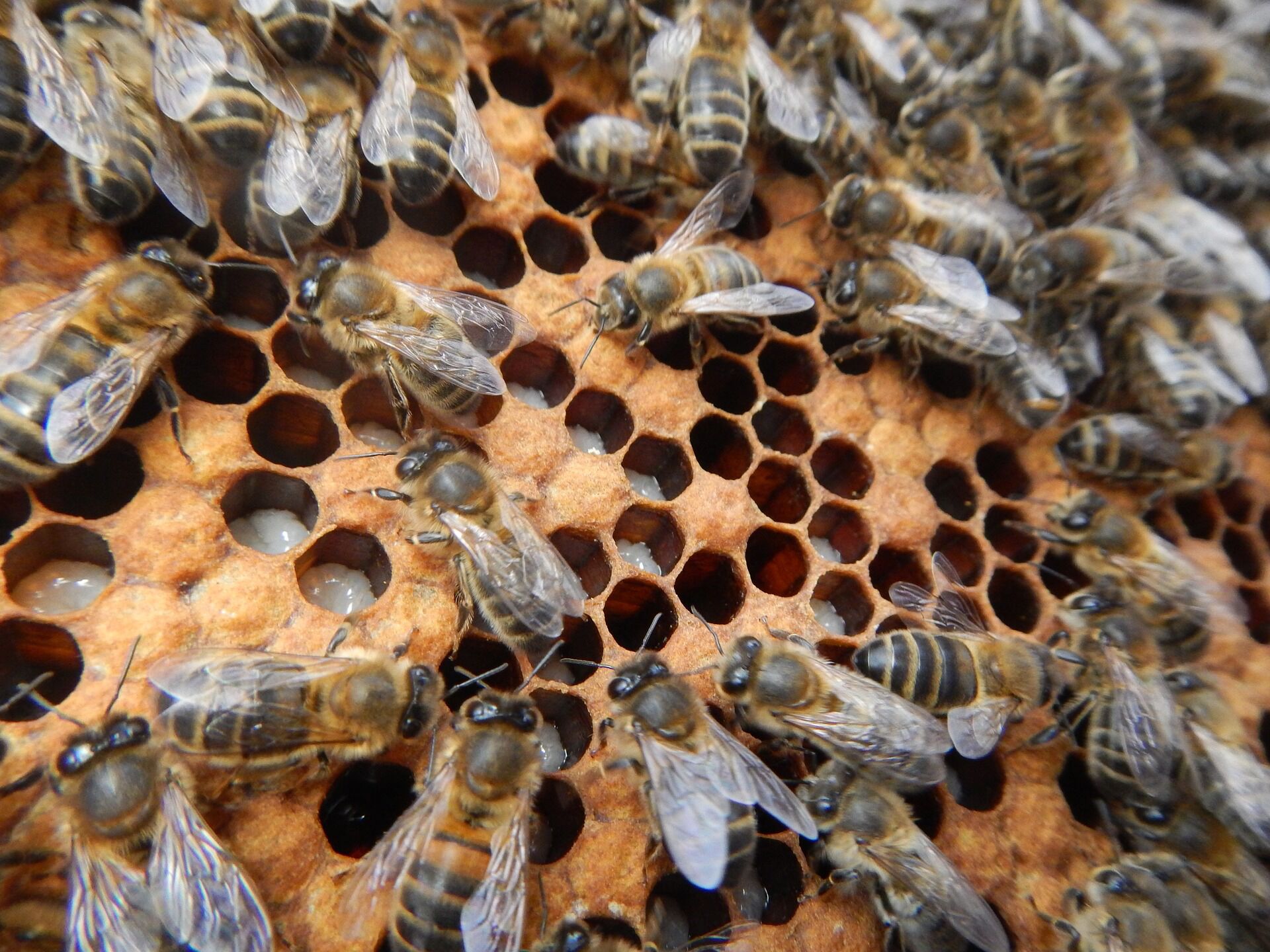 How Do Bees Reproduce? | A Factual Overview