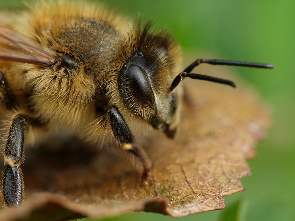 How Do Bees Communicate? | Primary Communication Methods Explained