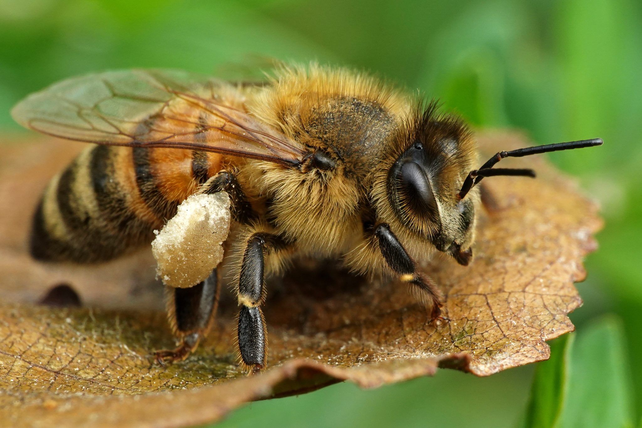 Bee Vision | How Do Bees See?
