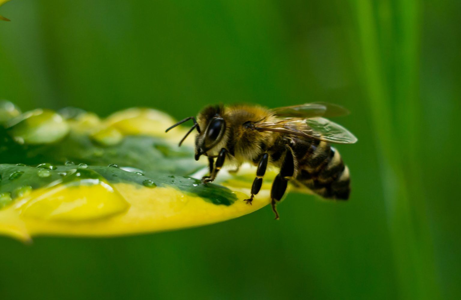 Can Bees Swim? | What Is Hydrofoiling And Why Bees Do It?