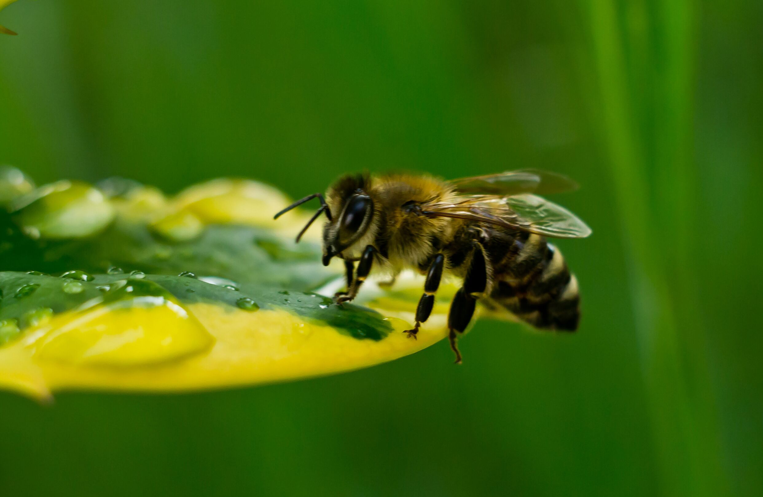 Can Bees Swim? | What Is Hydrofoiling And Why Bees Do It?