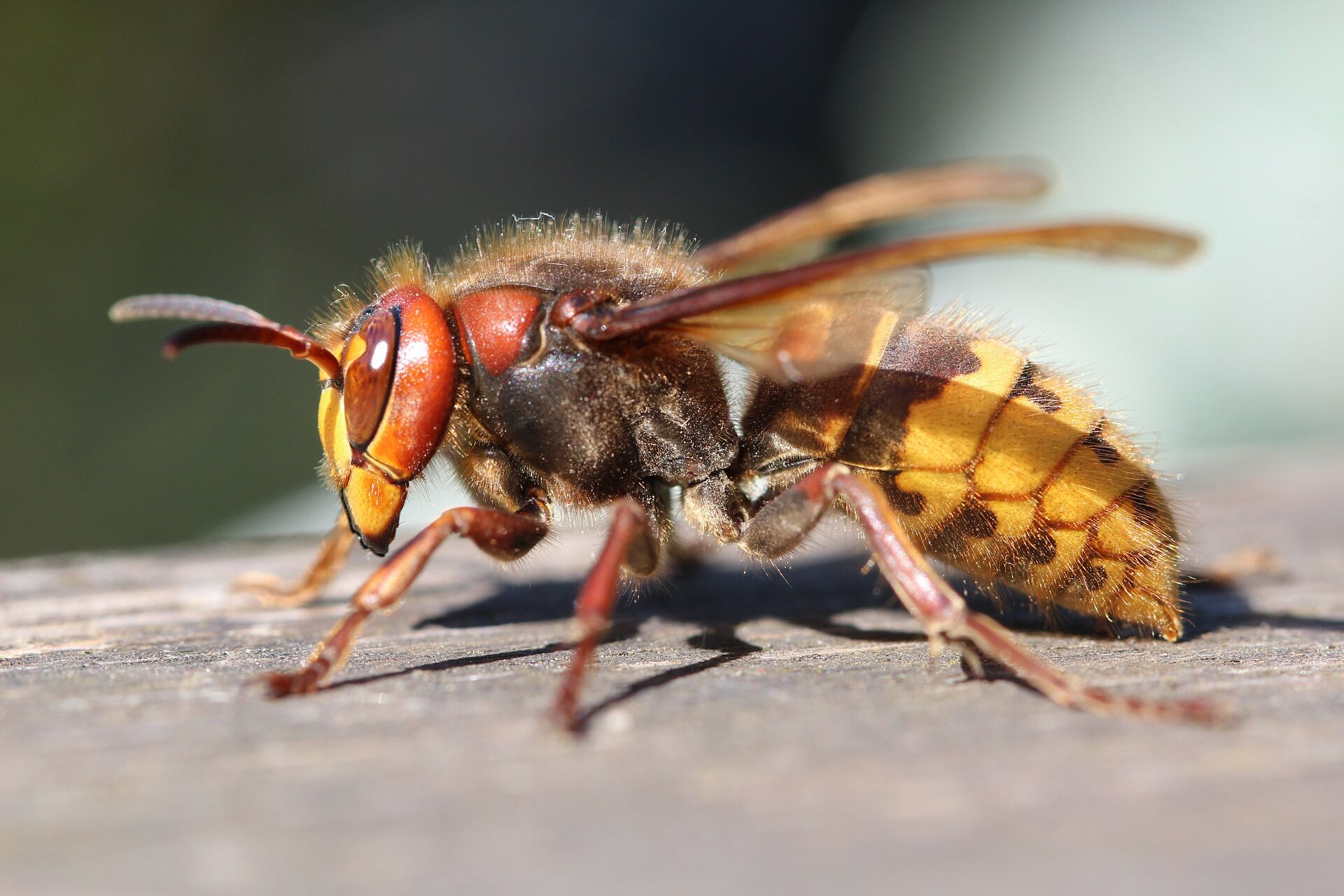 Wasp Identification | Types Of Wasps And Their Main Characteristics