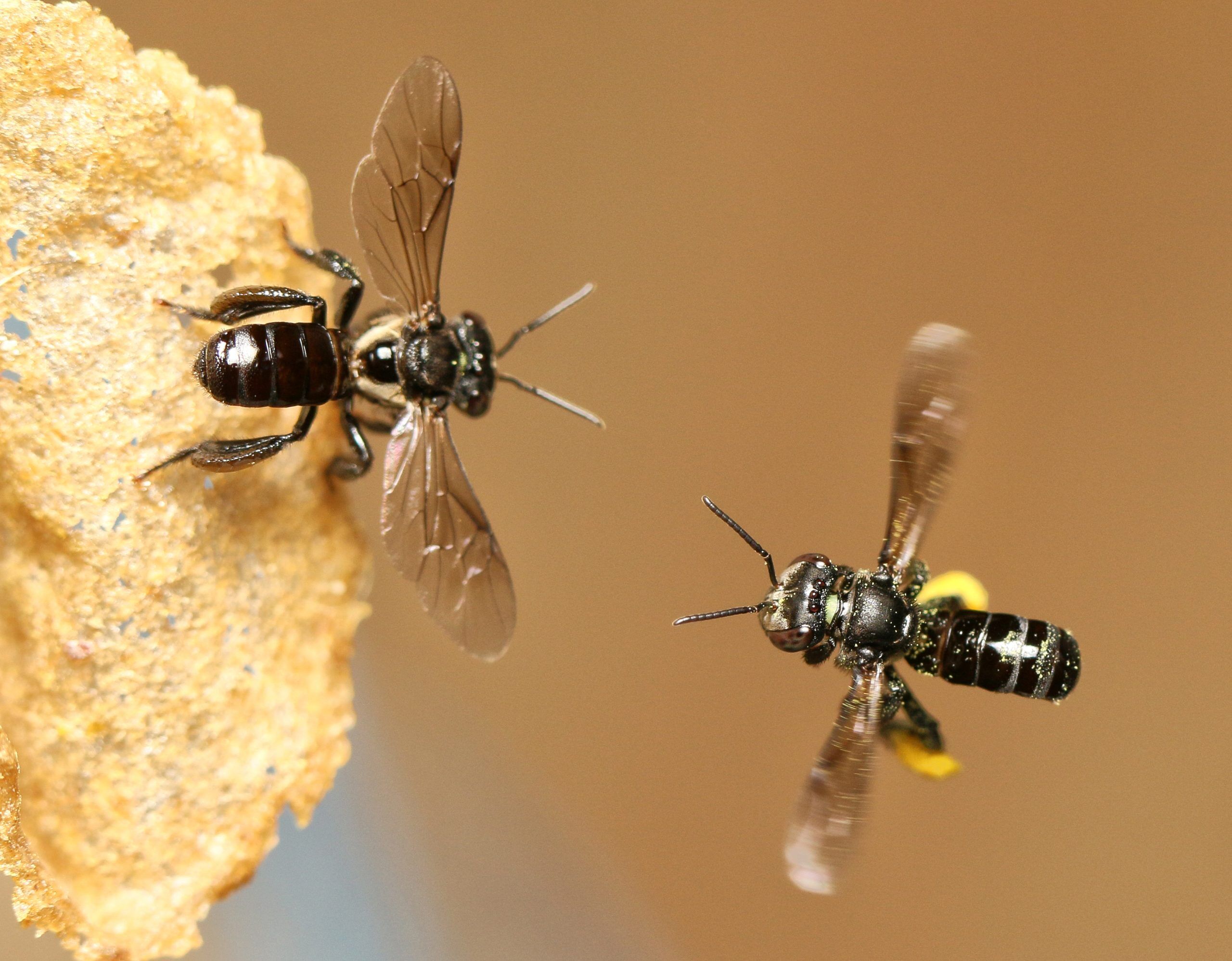 Do Bees Bite? | Do Bees Bite Humans & Is It Venomous?