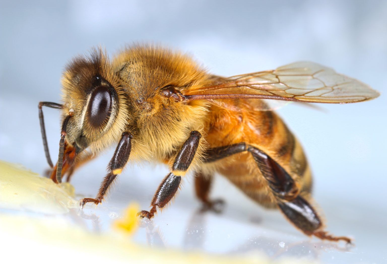 Do Bees Have Ears? | How Do Bees Detect Sound? Bee Vs Human Hearing