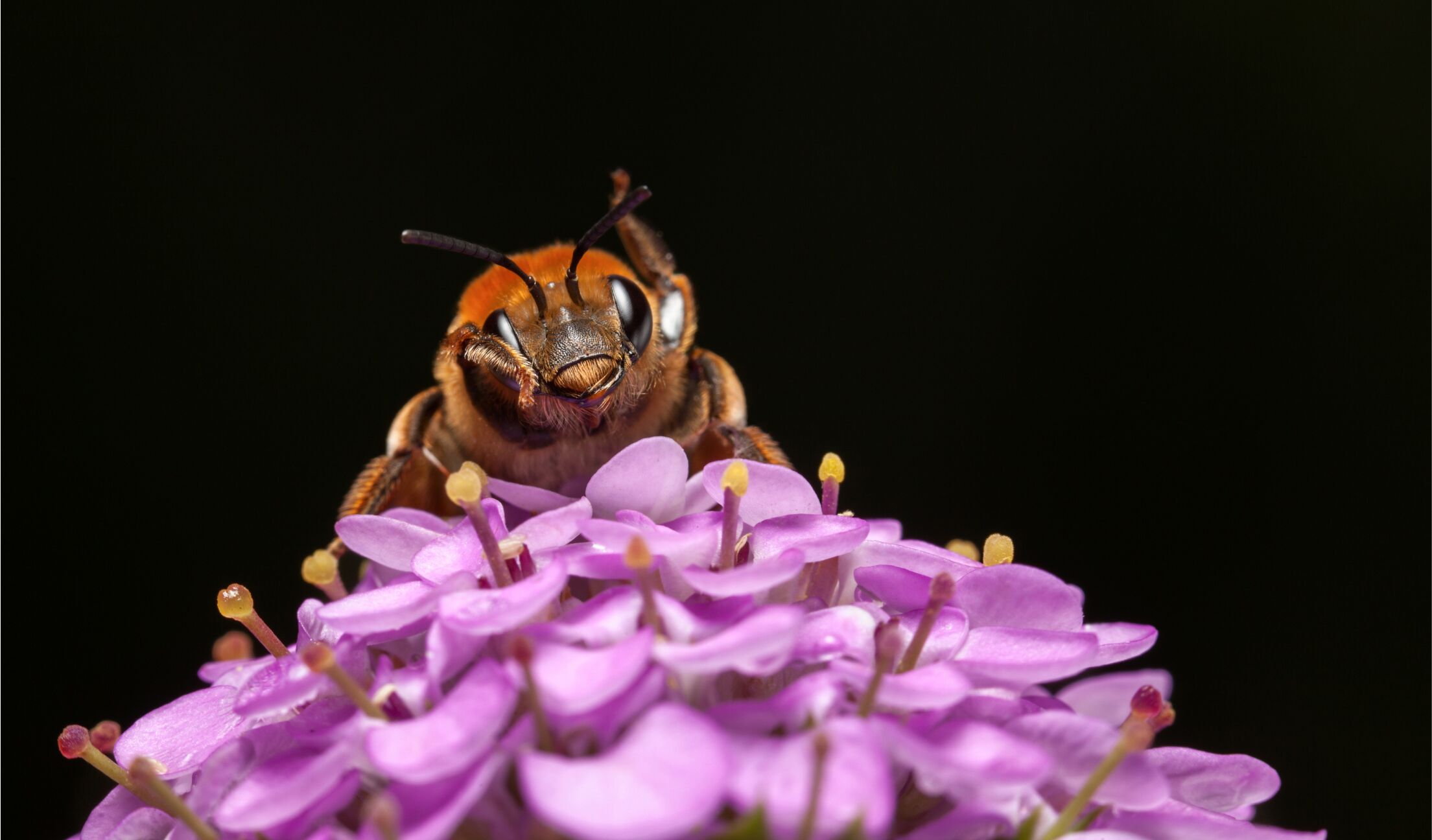 How Do Bees Communicate? | Primary Communication Methods Explained