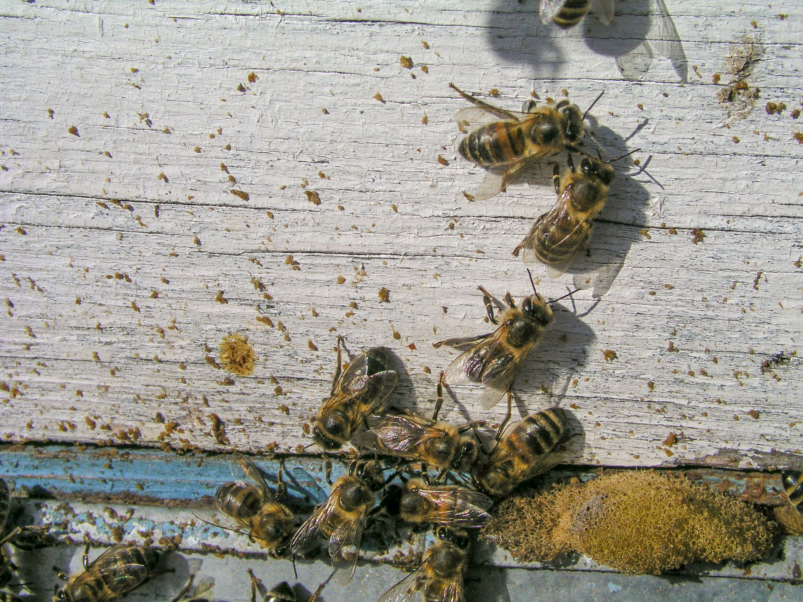 Do Bees Poop? | How Do Bees Poop? The Facts