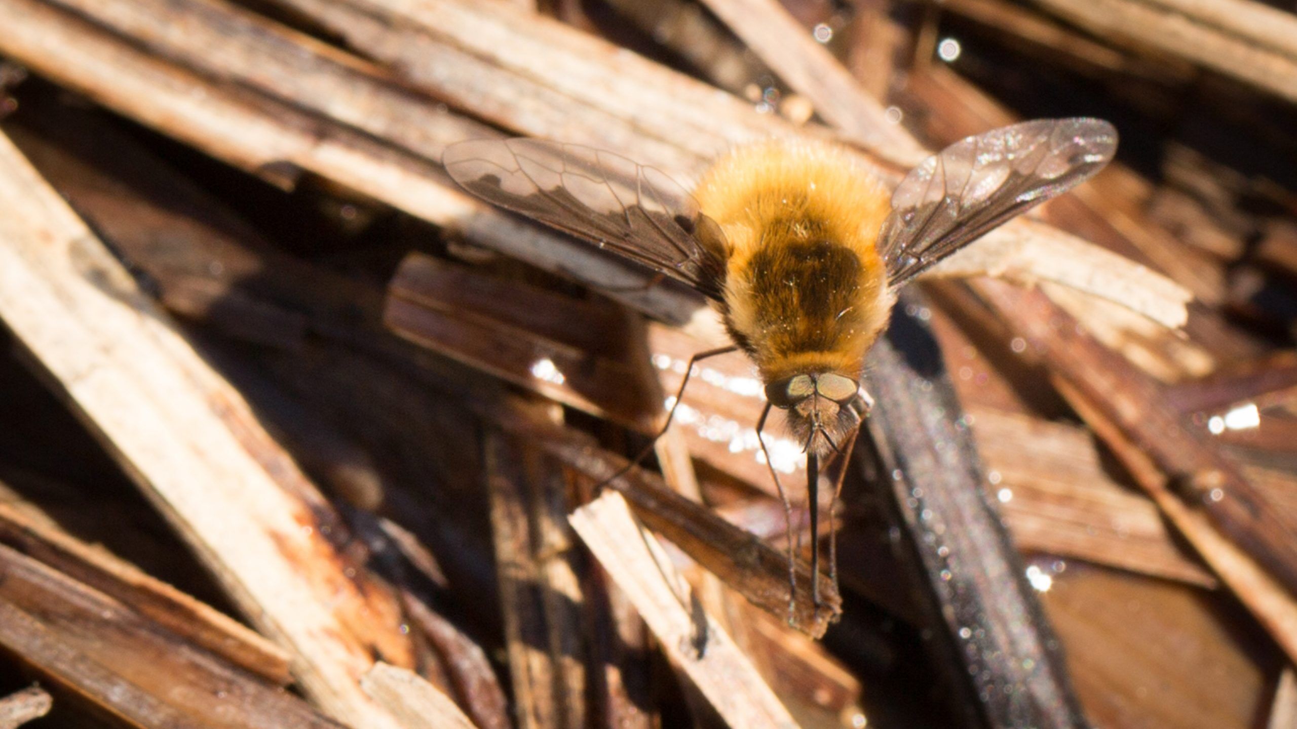 Insects That Look Like Bees | Bee Mimics & Their Characteristics