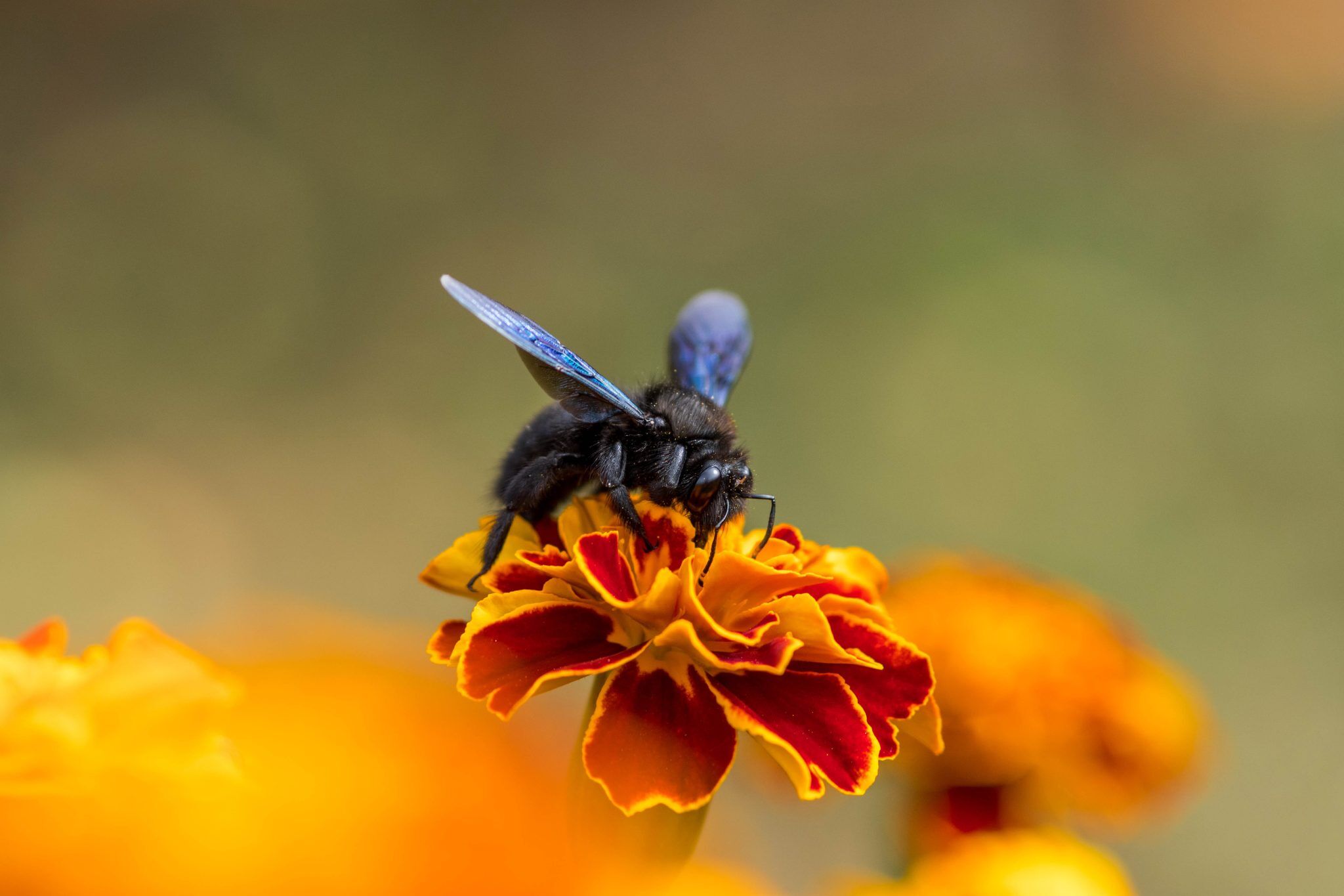 Bee Vision | How Do Bees See?