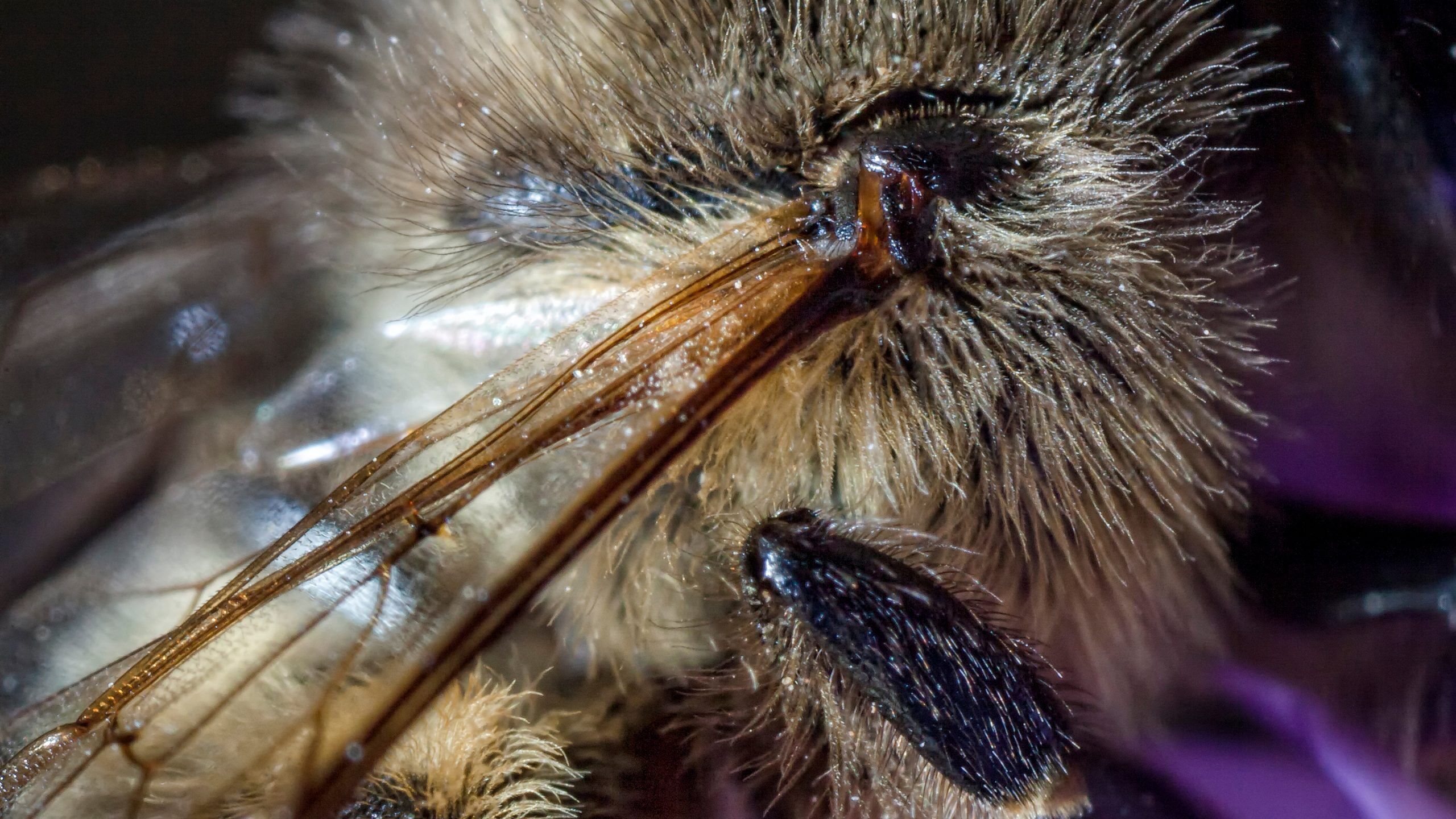 Bee Wings | What Are They Made Up Of & Uses?