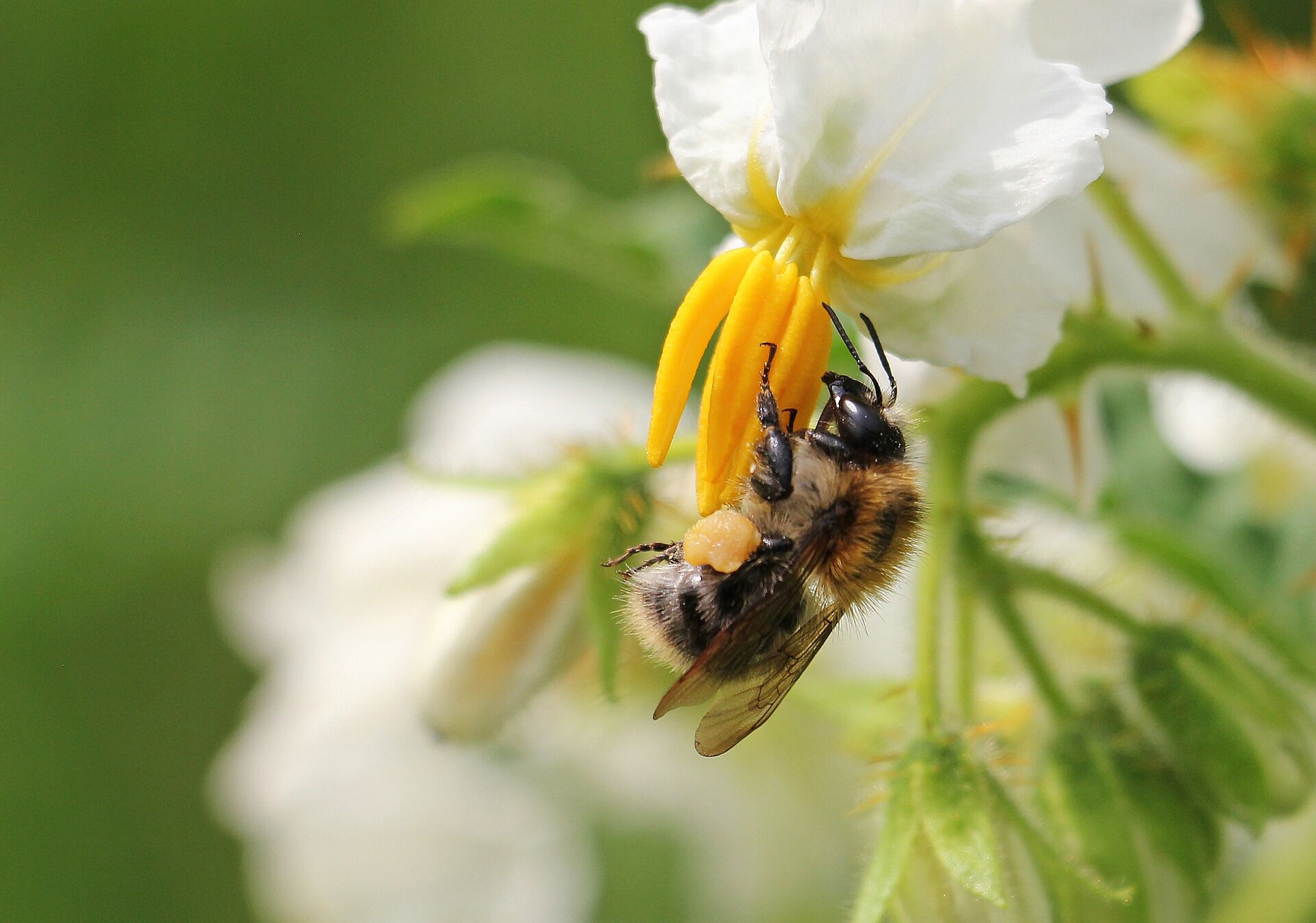 Bumblebee Anatomy | Parts Of A Bumblebee