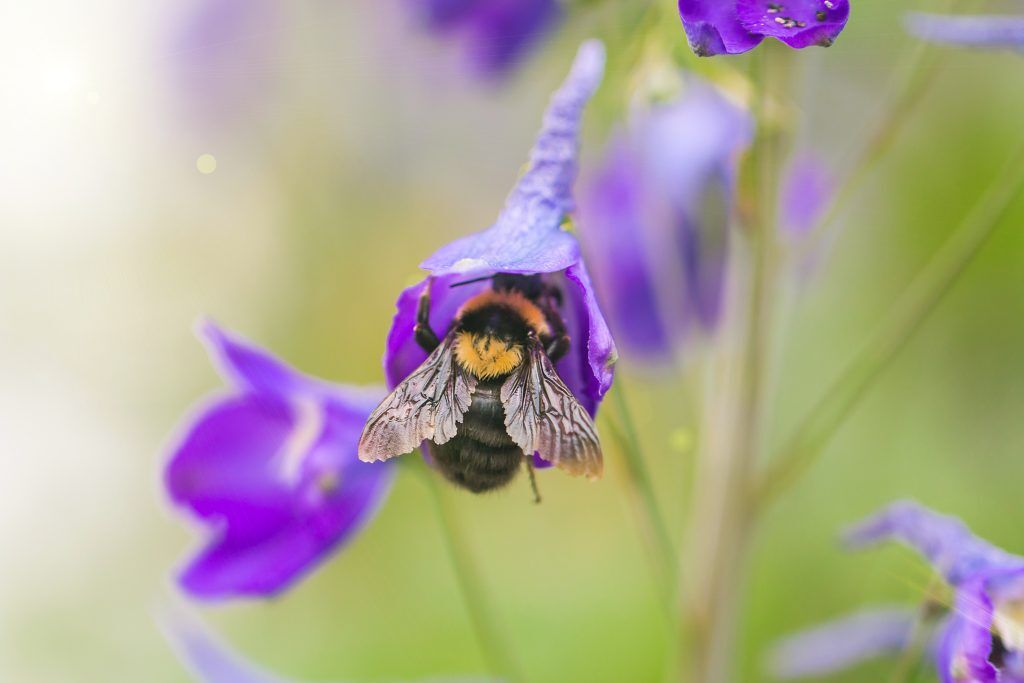 Can You Pet A Bumblebee? | Where To Find & How To Pet A Bumblebee?