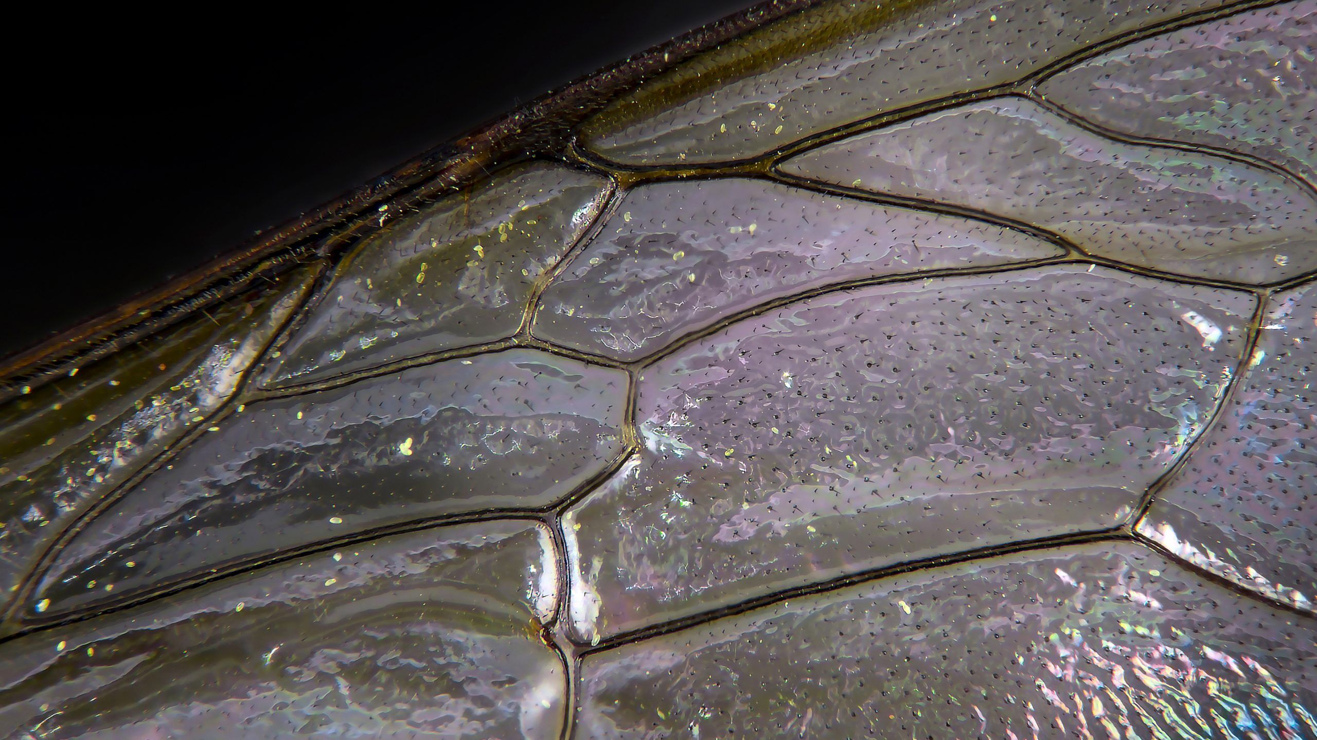 Bee Wings | What Are They Made Up Of & Uses?