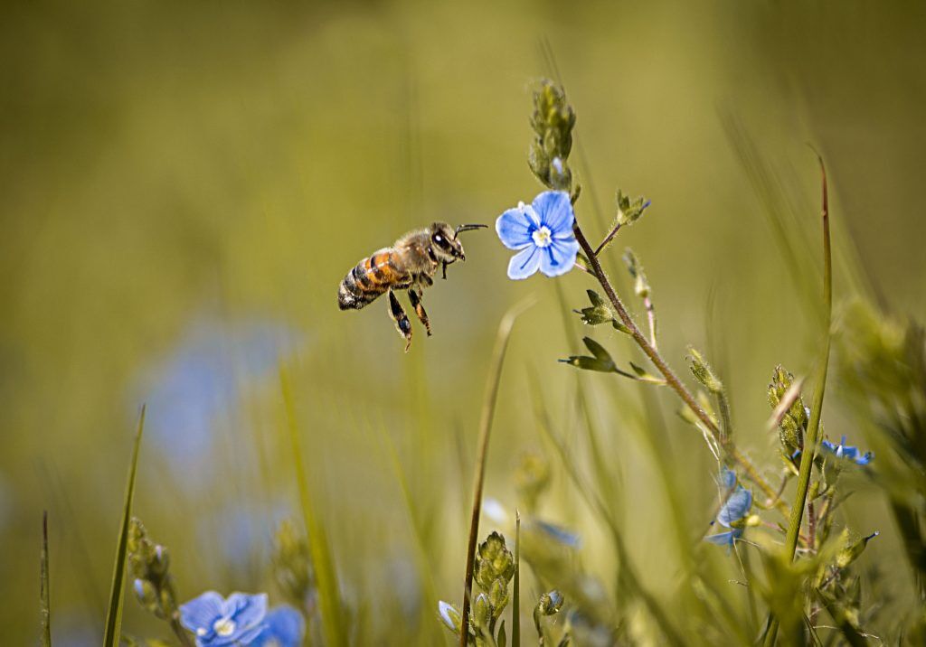 Do Bees Have Ears? | How Do Bees Detect Sound? Bee Vs Human Hearing