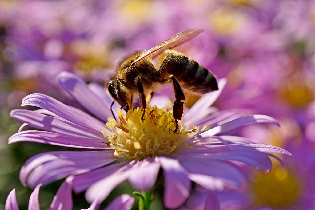 Do Bees Have Ears? | How Do Bees Detect Sound? Bee Vs Human Hearing