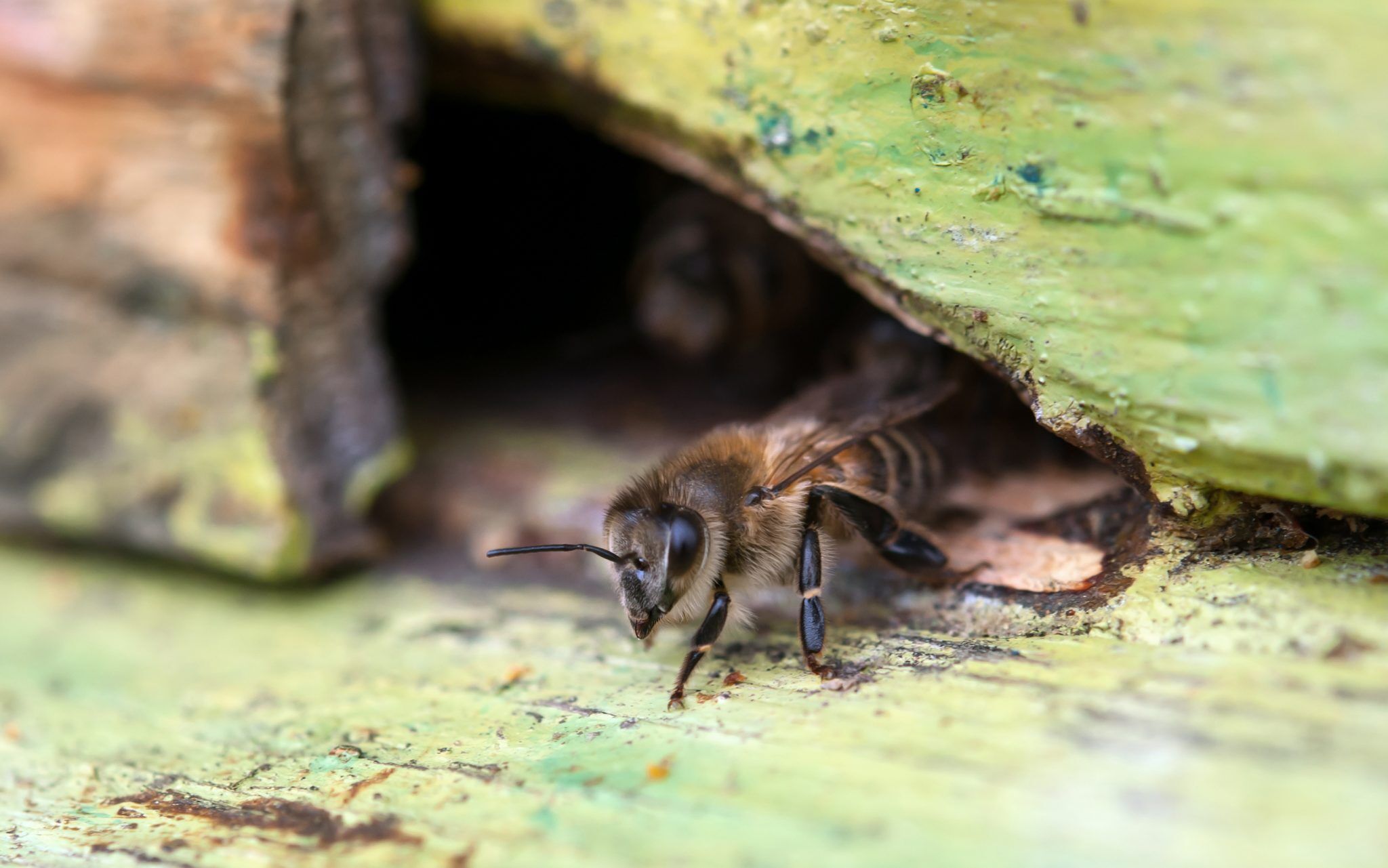 Do Bees Have Teeth? | What Do Bees Use Their Teeth For?