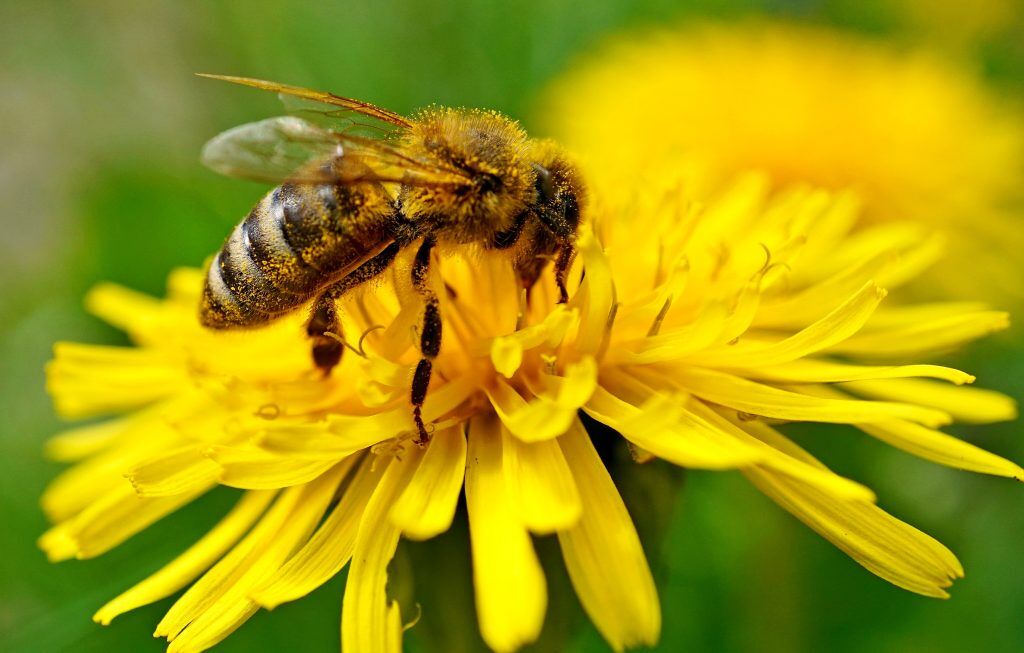 Wallace's Giant Bee | Worlds Largest Bee! | BeesWiki