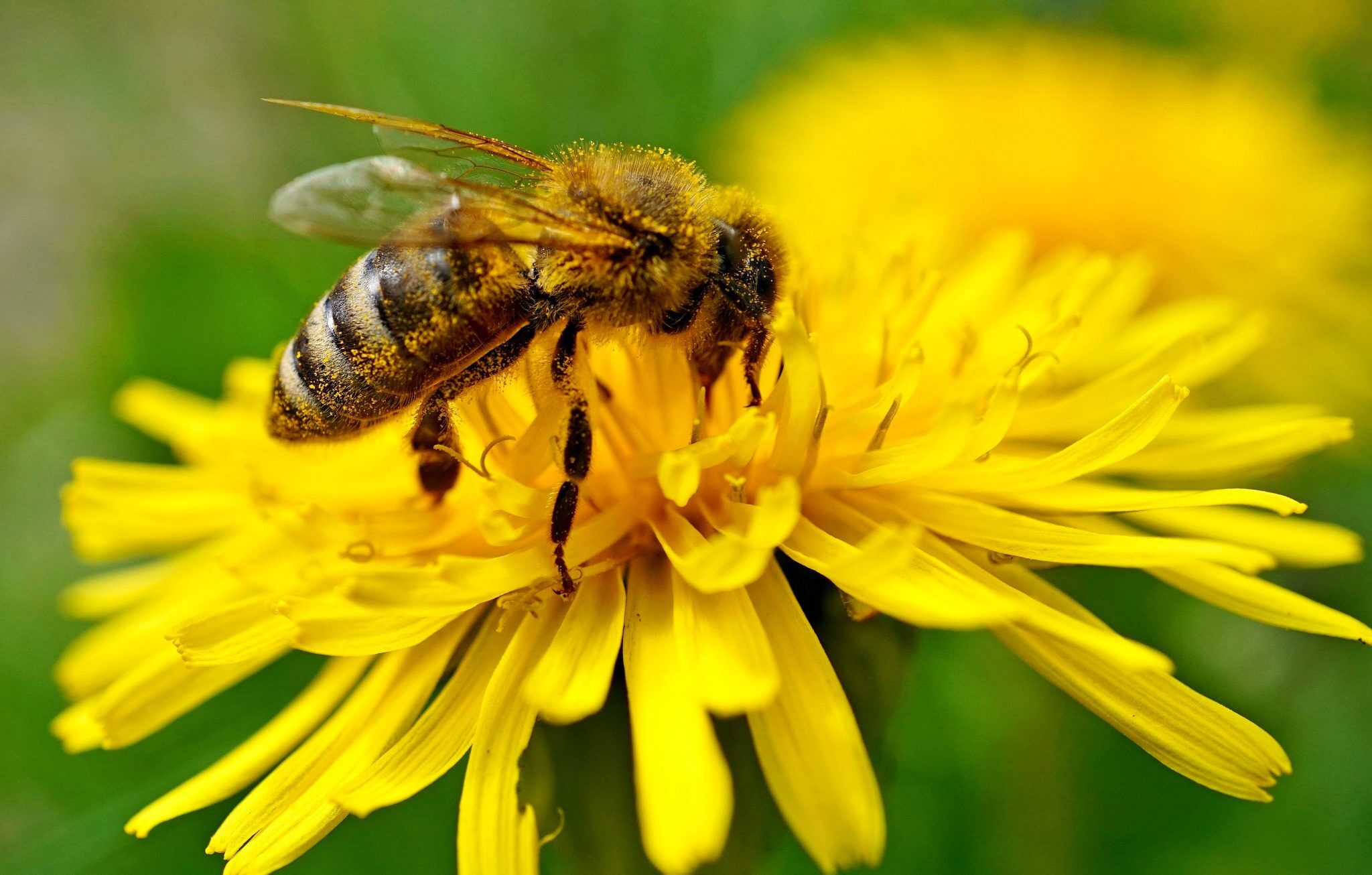 What Are Scout Bees? | What Makes Them So Important?