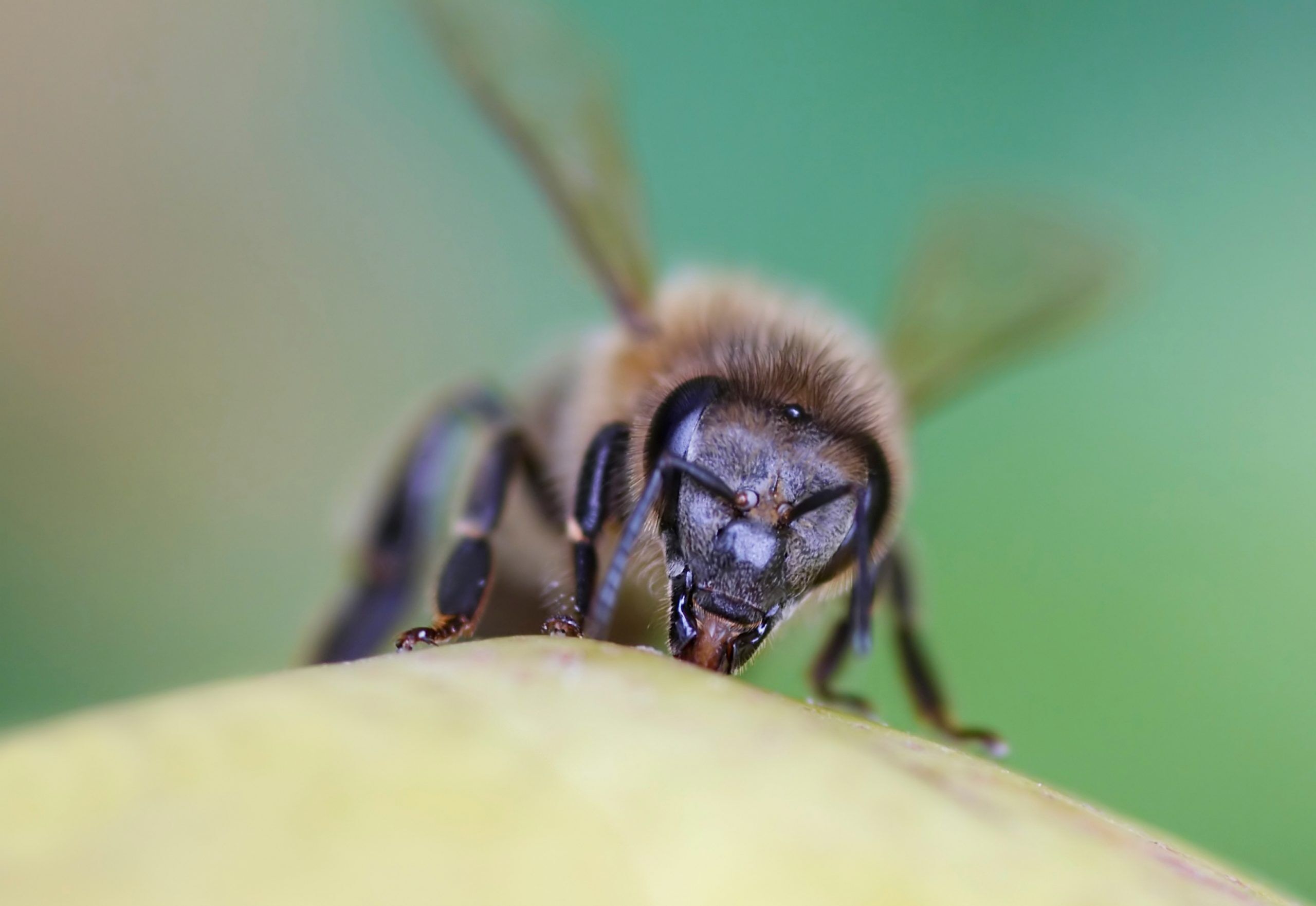 Do Bees Have Teeth? | What Do Bees Use Their Teeth For?
