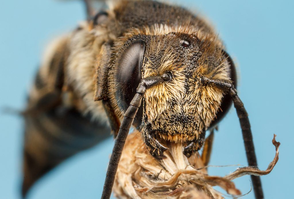 Bee Eyes | Interesting Facts