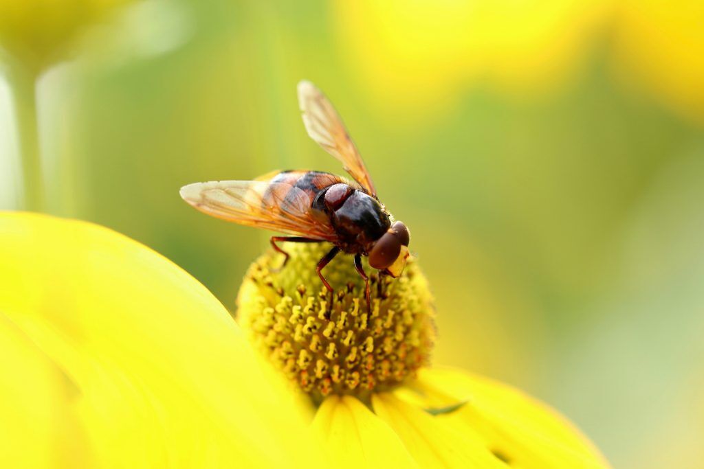 Insects That Look Like Bees | Bee Mimics & Their Characteristics