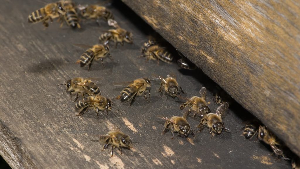 How Many Legs Do Bees Have? | What Do They Use Them For?