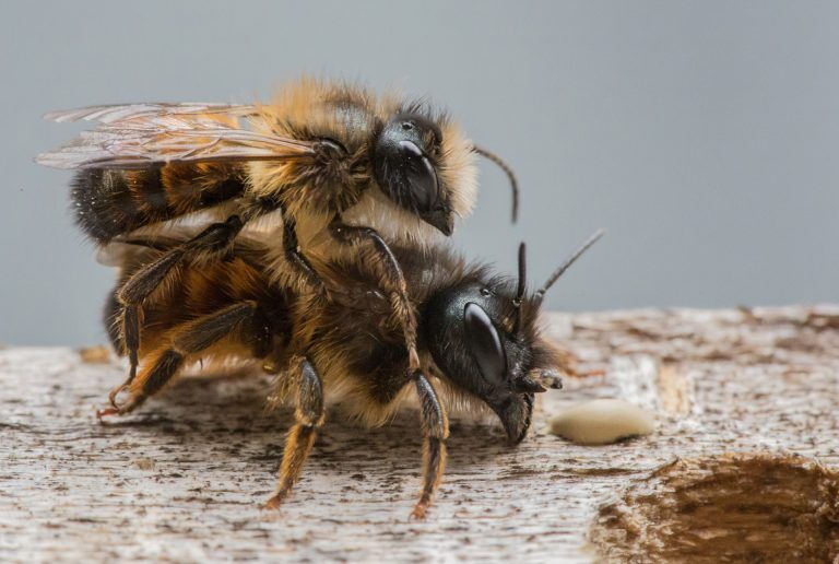 What Are Andrena Bees? | 7 Facts You Didn't Know | BeesWiki