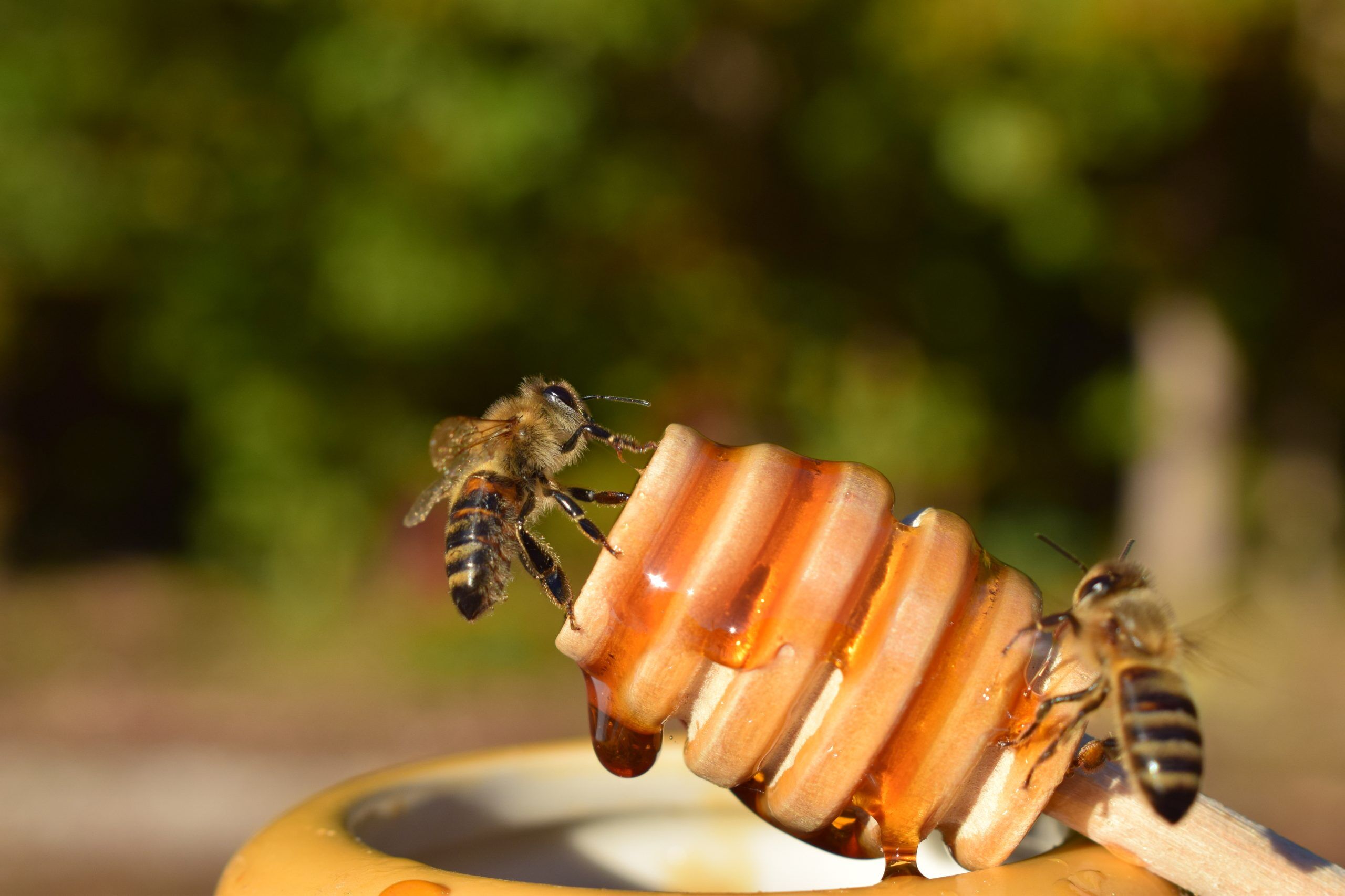 Is Honey Bee Vomit? | How Do Bees Make Honey & What Is The Honey Stomach?