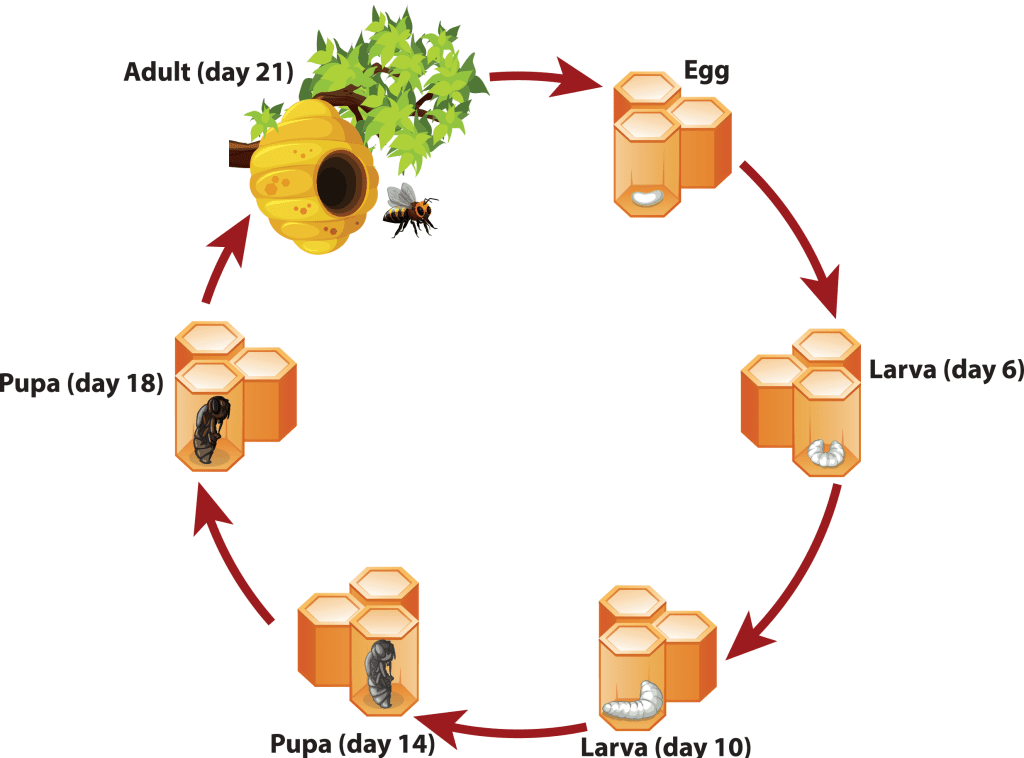 Do Bees Have Teeth? | What Do Bees Use Their Teeth For?