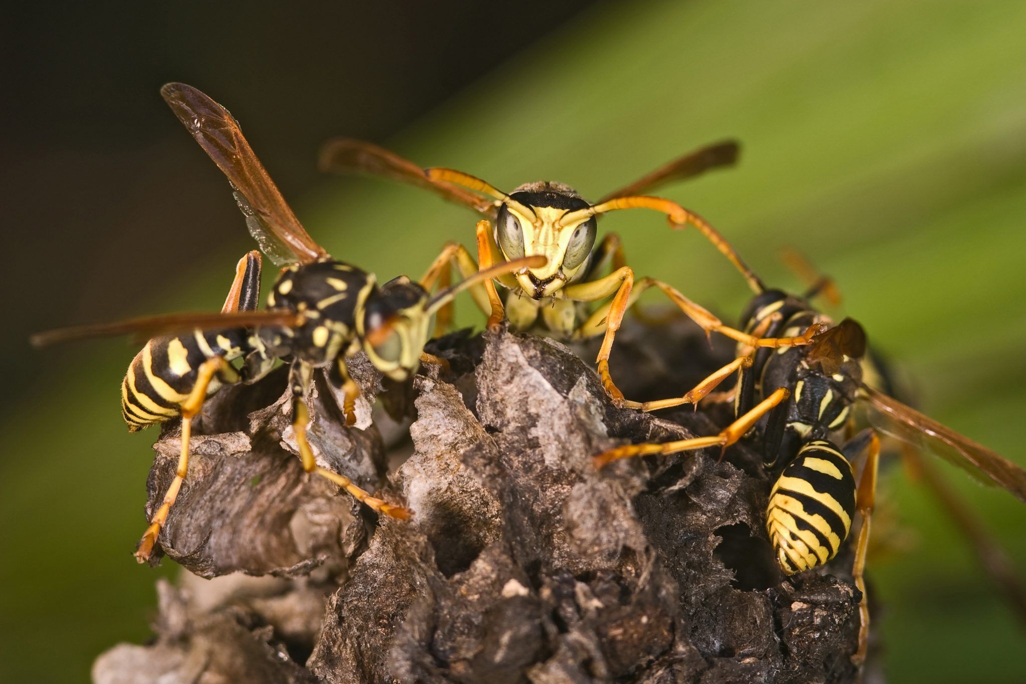 What Do Wasps Do? | Are They Beneficial To Our Ecosystem?