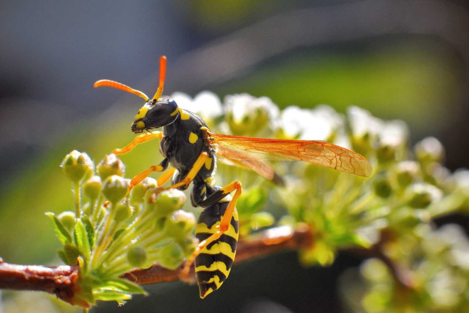 Difference Between Wasps And Bees | How To Identify Them