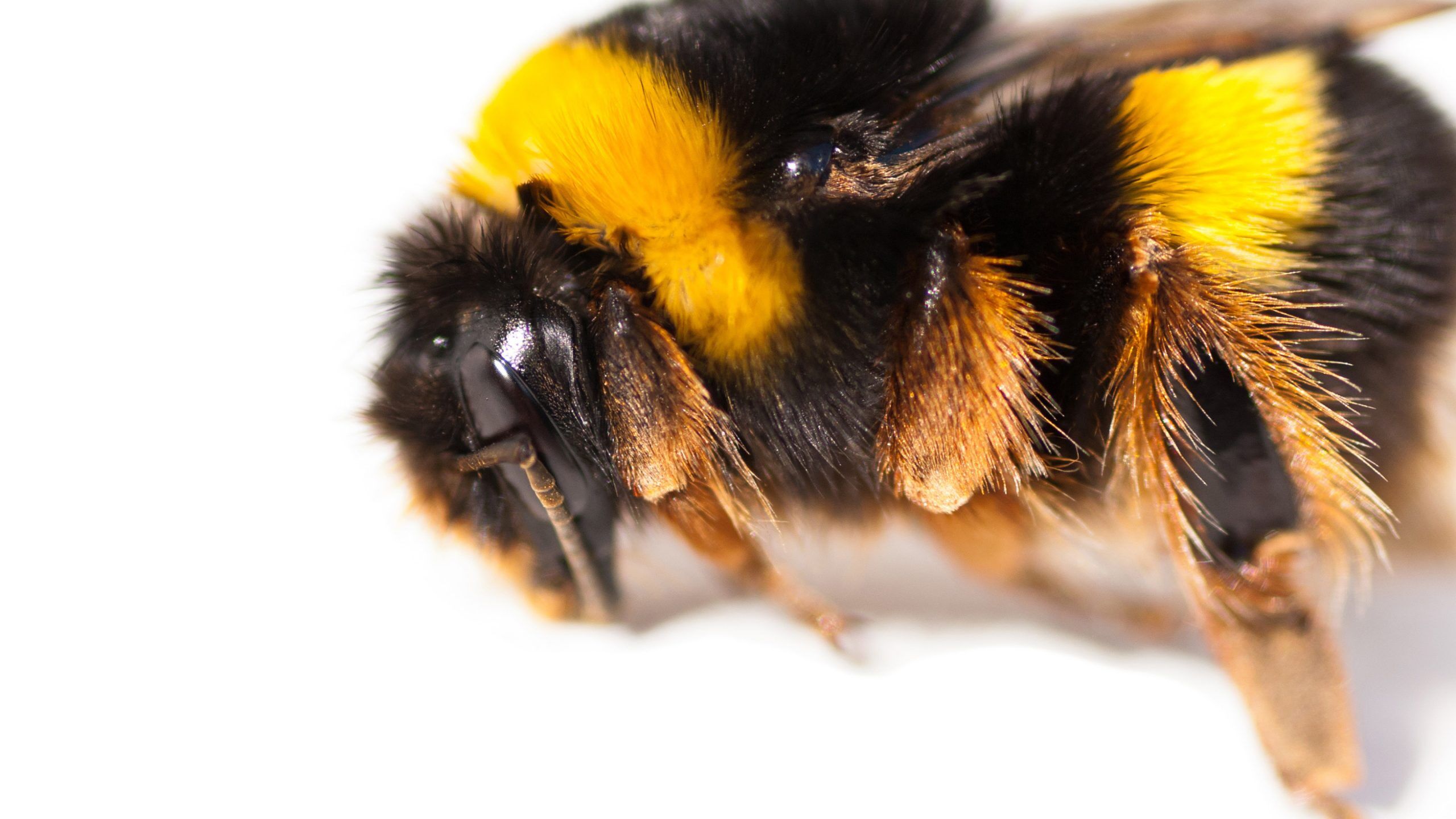 Why Do Bees Have Sticky Hair? | All You Need To Know About Bee Hair