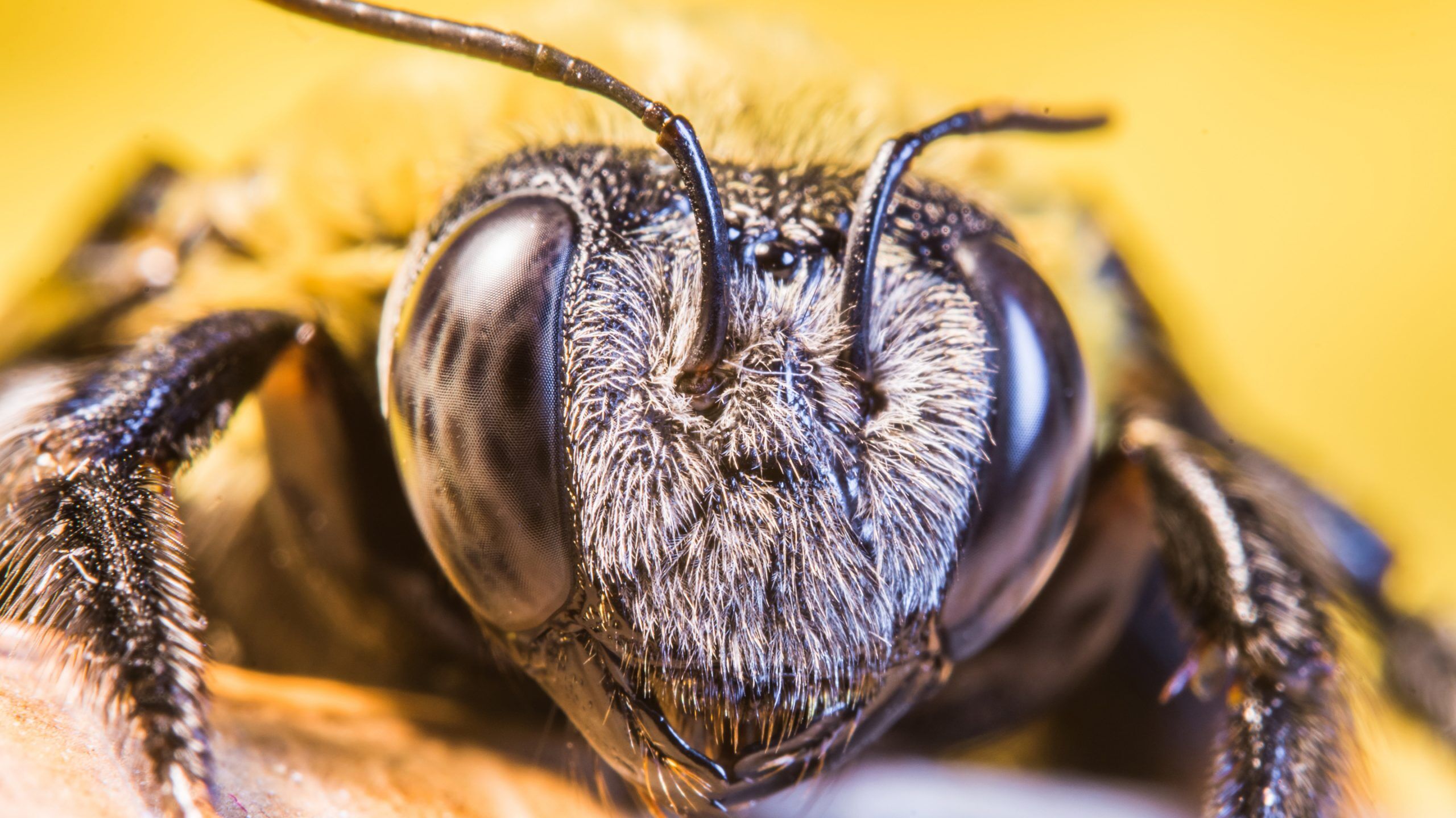 Bee Eyes | Interesting Facts